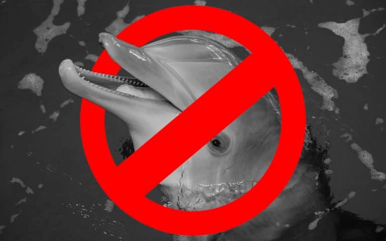 No Scoreboard Dolphin Screeching - Fallout 76 Mod download